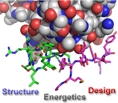 Research – Horn Lab